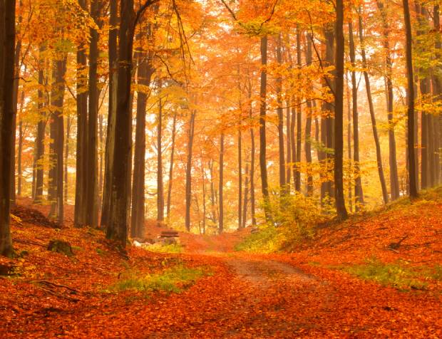 Ten top places to enjoy the Autumn colours in South East England ...