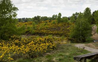 Things To Do in Surrey - Visit South East England
